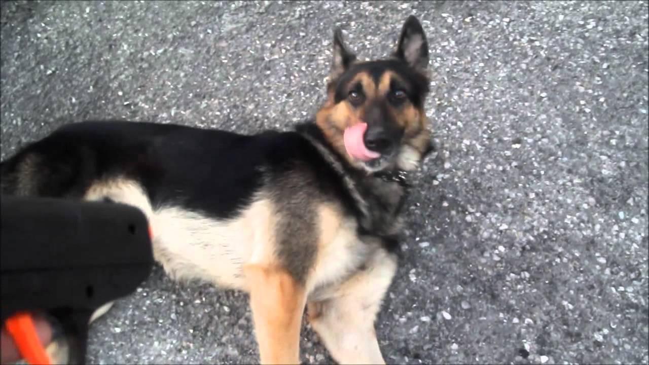 Oscar German Shepherd Dog Dramatic Playing Dead - YouTube