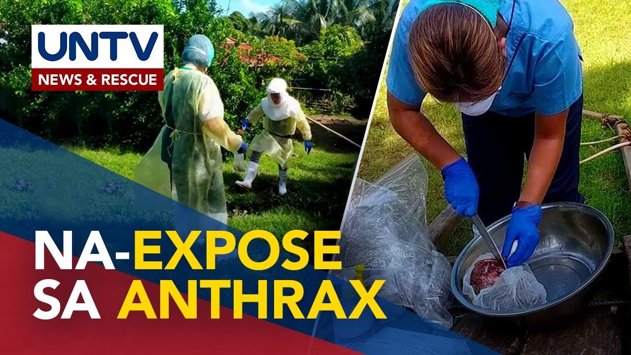 Mga taong na-expose at nakakain ng karne ng hayop na may anthrax, under observation – DOH - YouTube