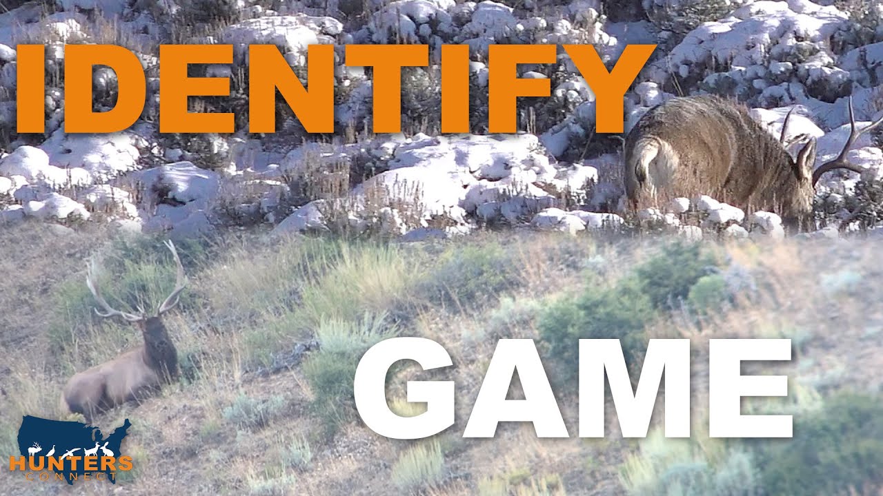 HOW TO IDENTIFY GAME SPECIES | Hunters Connect - YouTube