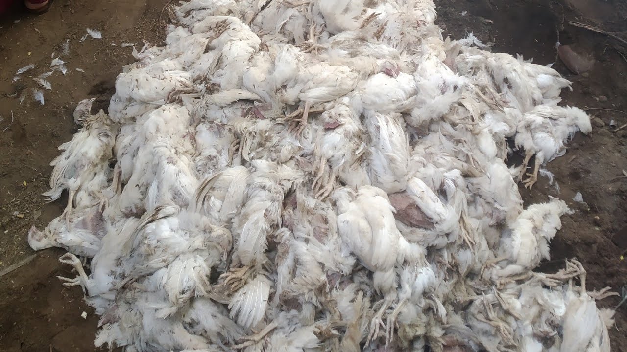 Usia 43 hari, Ayam Mati mendadak, sehari 300 ekor #ujian Peternak - YouTube