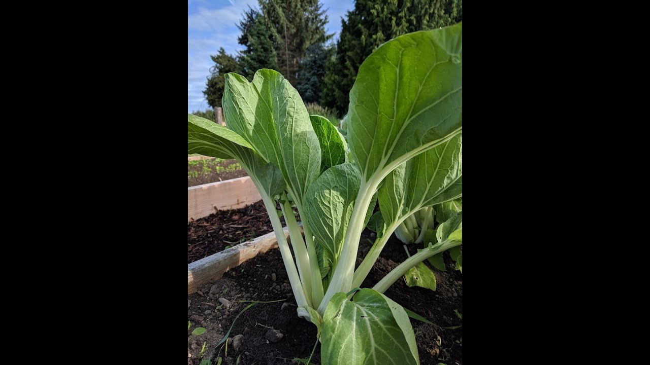 Griffith Farm CSA Intro - YouTube