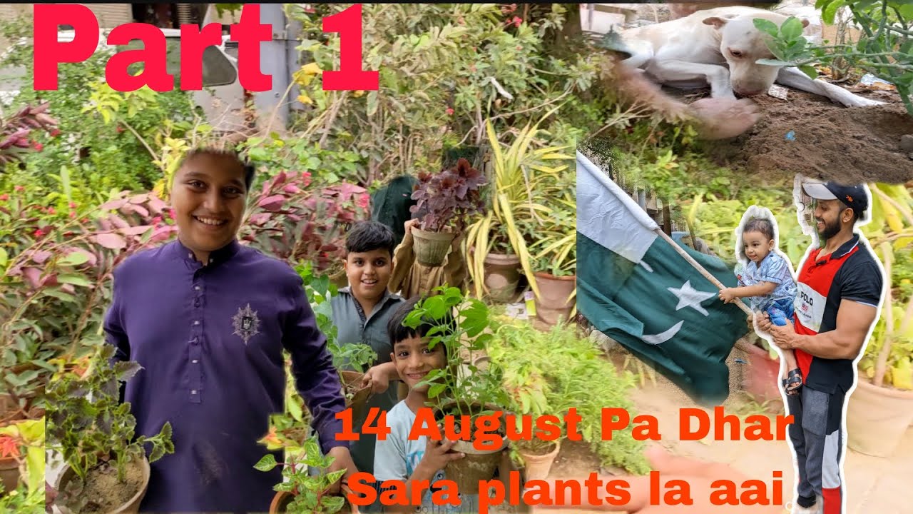 Bhut Sara plants ☘️ la aai 14 August Pa | Dog agaya plant k pas😨# ...