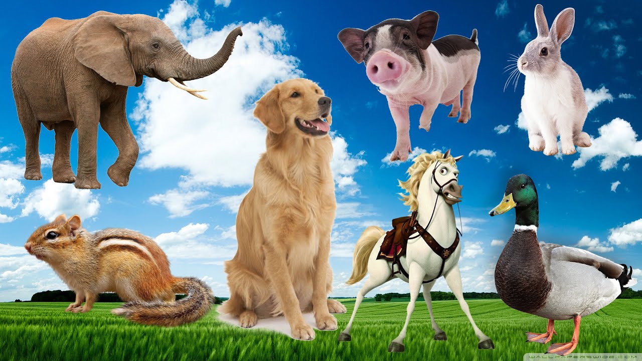 Animals are loving and friendly to everyone around - YouTube