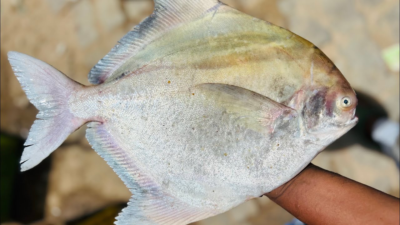 White pomfret cutting 1.4 kg video - YouTube