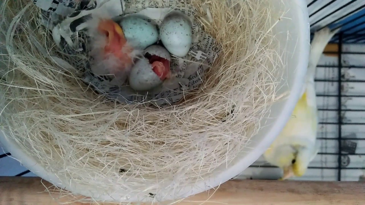 Telur kenari yg menetas - YouTube