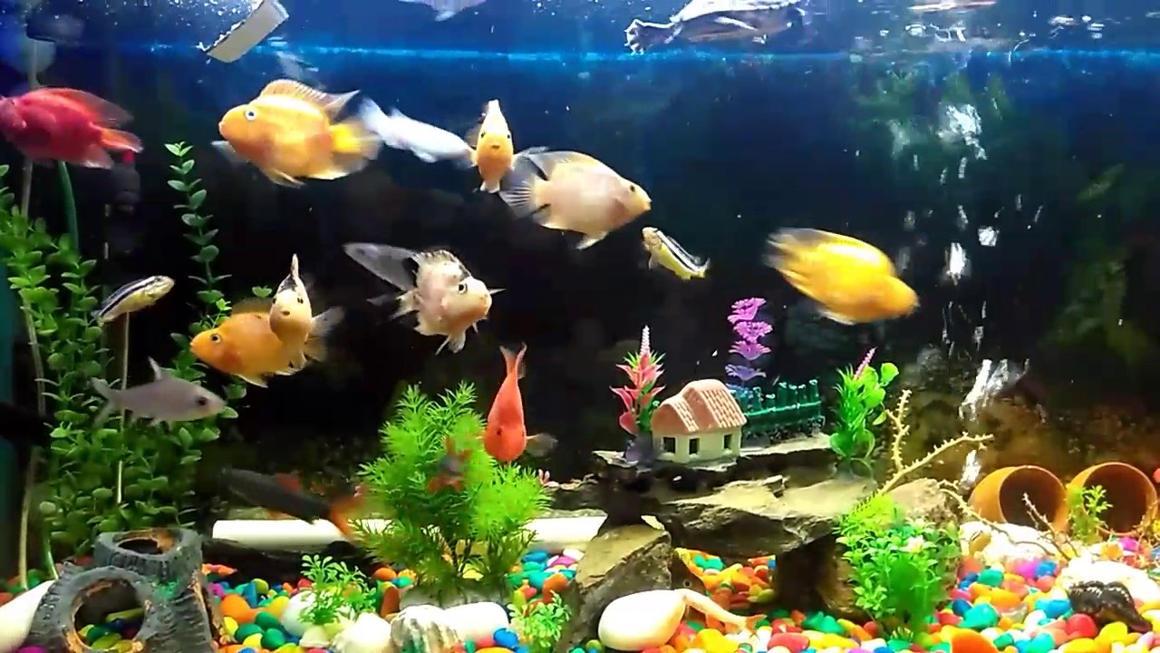 Parrot Fish And Turtle - YouTube