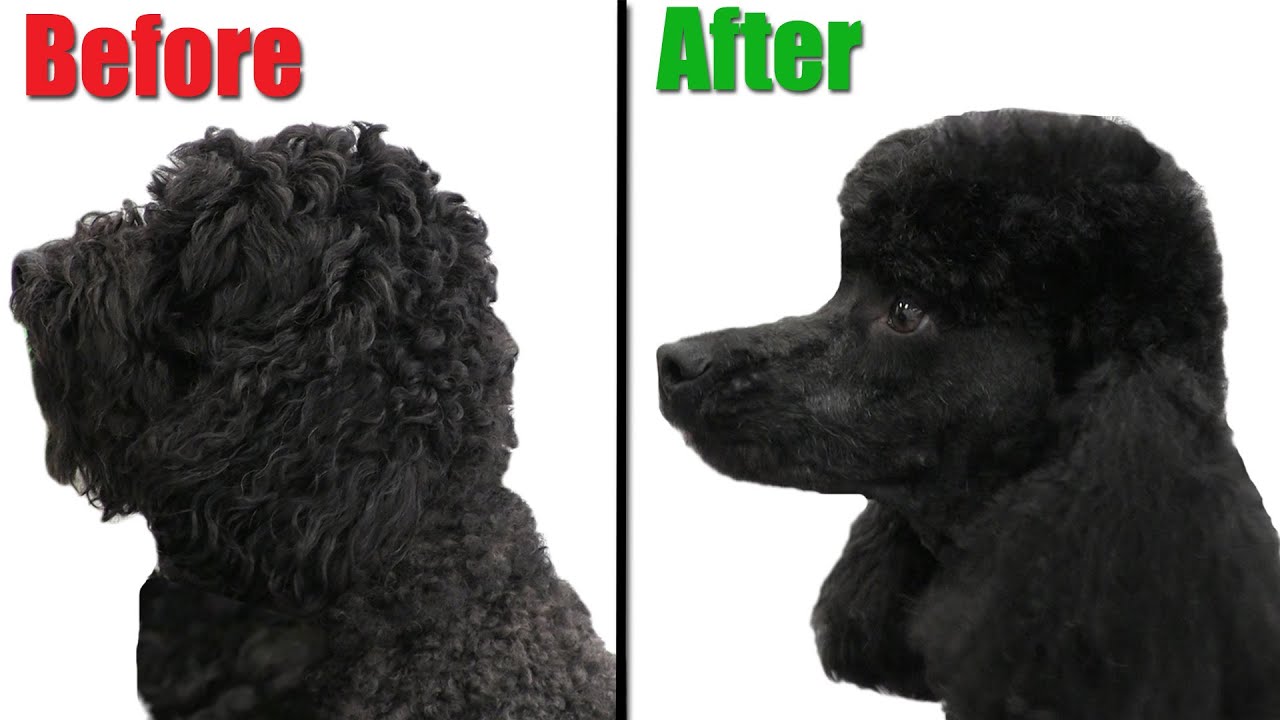 Extreme Poodle Transformation | MUST SEE Results ! - YouTube