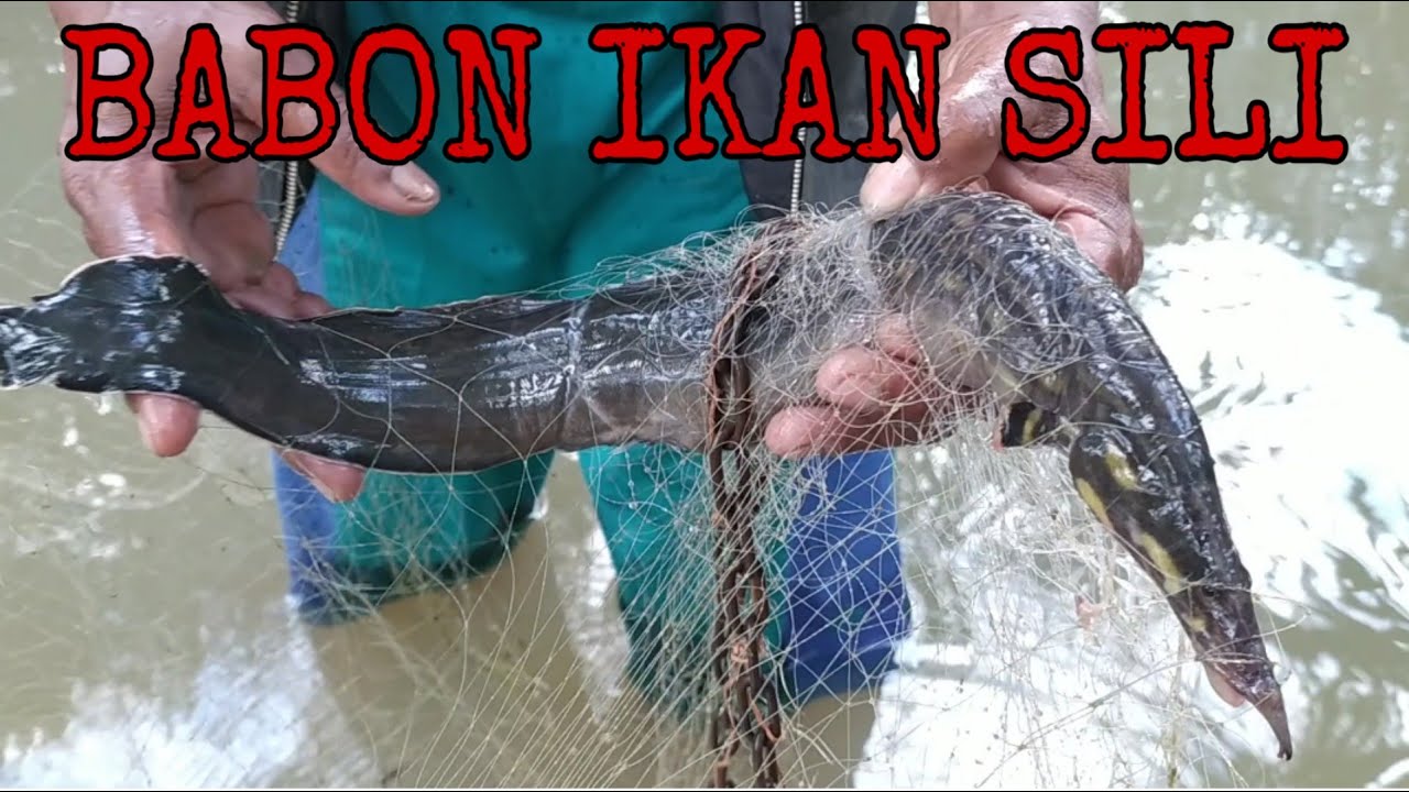 WAW ,ADA BABON IKAN SILI MASUK KE JARING || FISH SILI IN NETH - YouTube