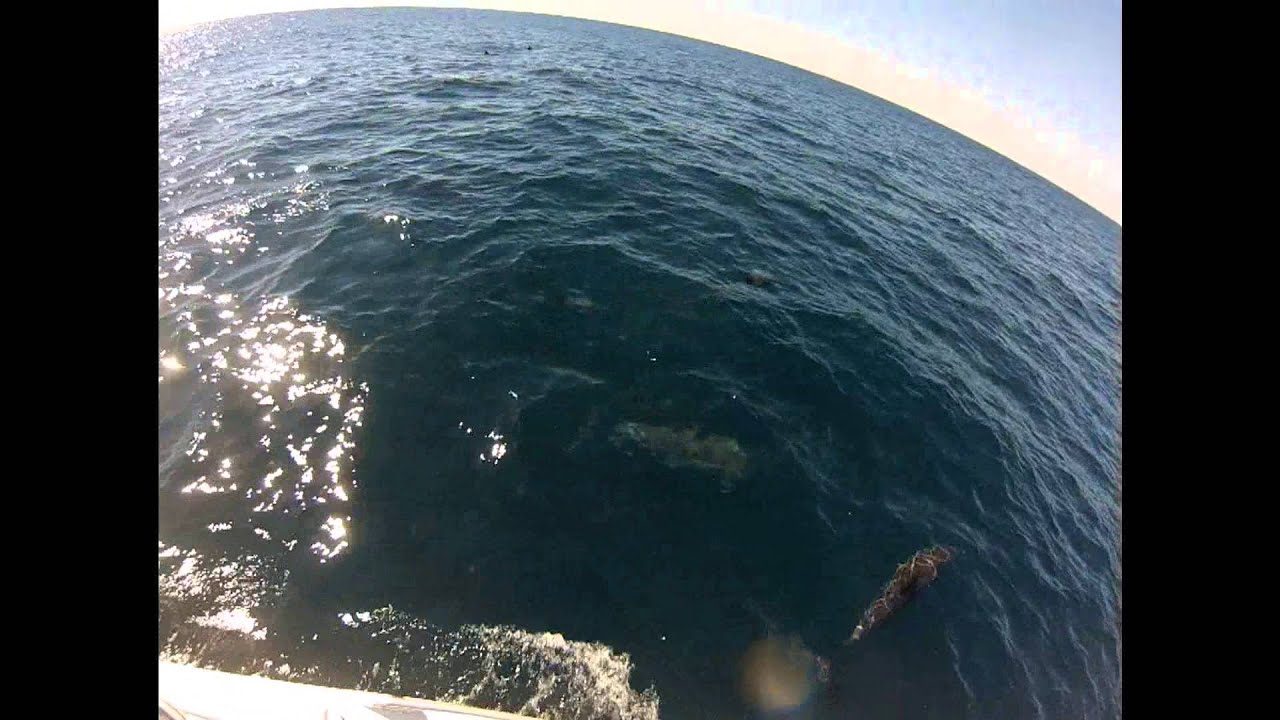 Dolphins following boat GoPro - YouTube