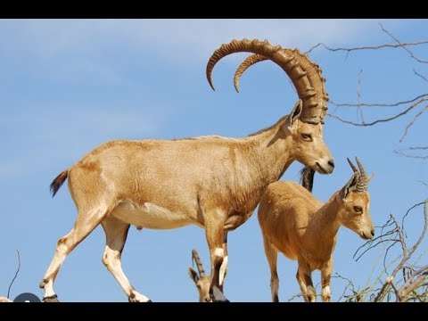 Nubian ibex (Capra nubiana) hunt. Top 5 most expensive Exotic big game ...