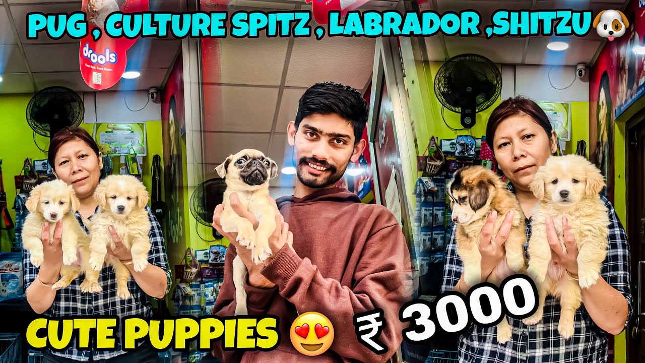Cheapest Dogs Market in Guwahati ASSAM | Pug , Culture Spitz | Dog in ...