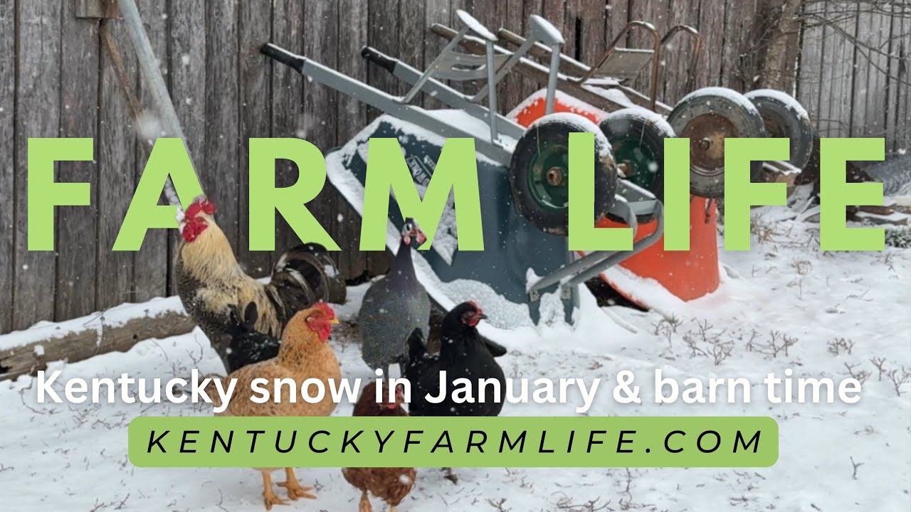 Kentucky Snow in January and barn time - YouTube