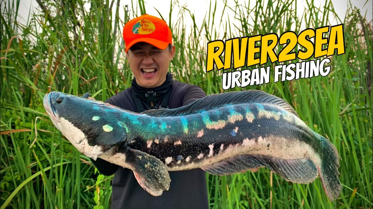 Giant Snakehead Street Fishing | River2Sea Bully Wa II | Urban Fishing ...