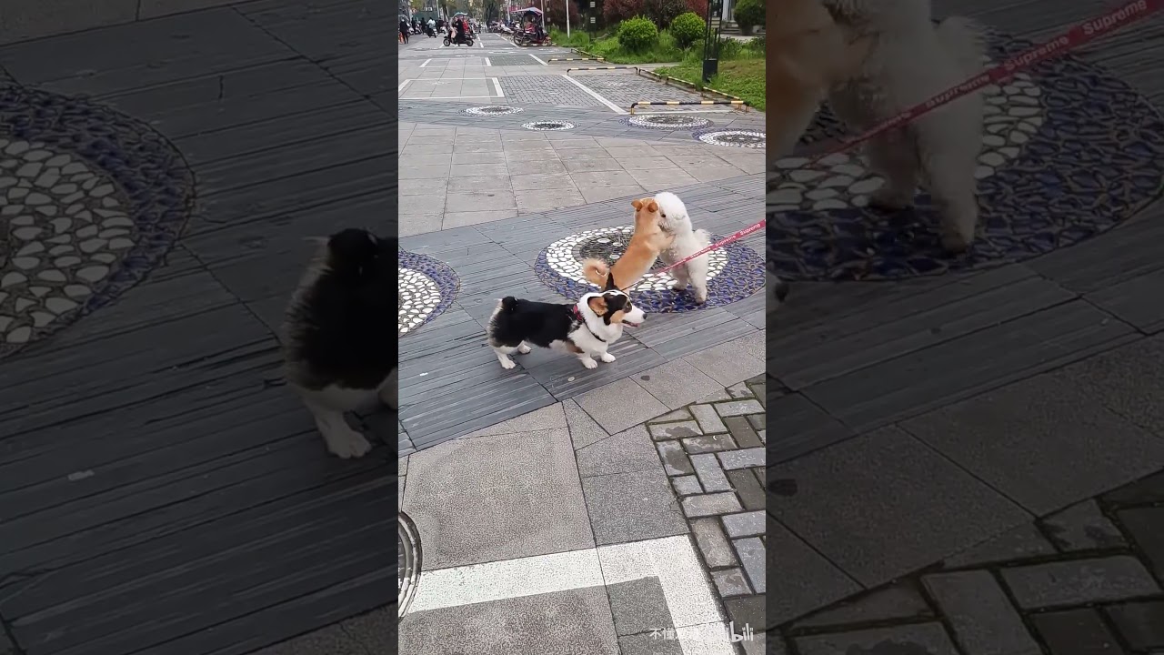 cute corgi fighting each other when walking out in the garden - YouTube