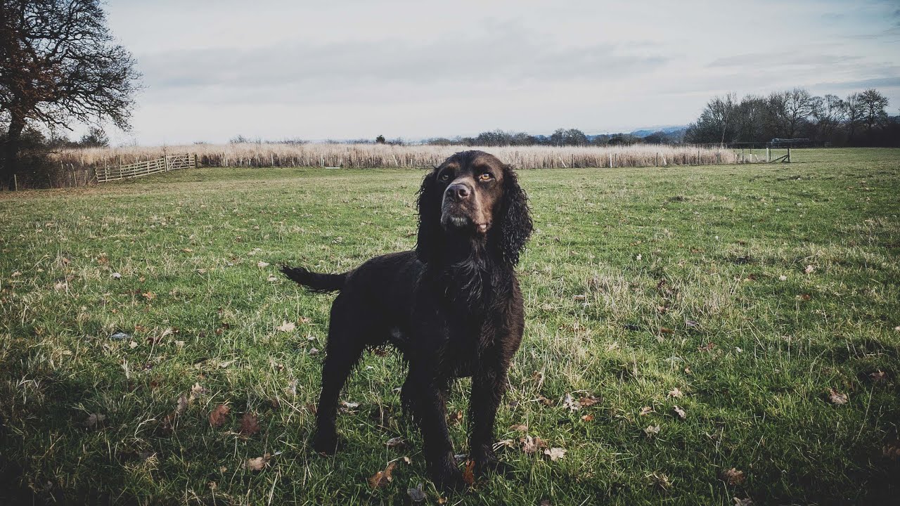 Pheasant Shooting - A Great Day With The Beating Team - YouTube