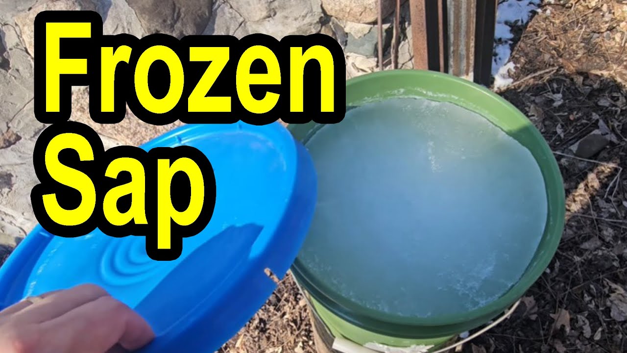 Freeze Maple Sap For Best Quality Syrup #maplesyrup #mapletapping # ...