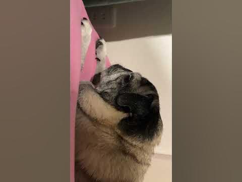 Pug Maria.21:30 - YouTube