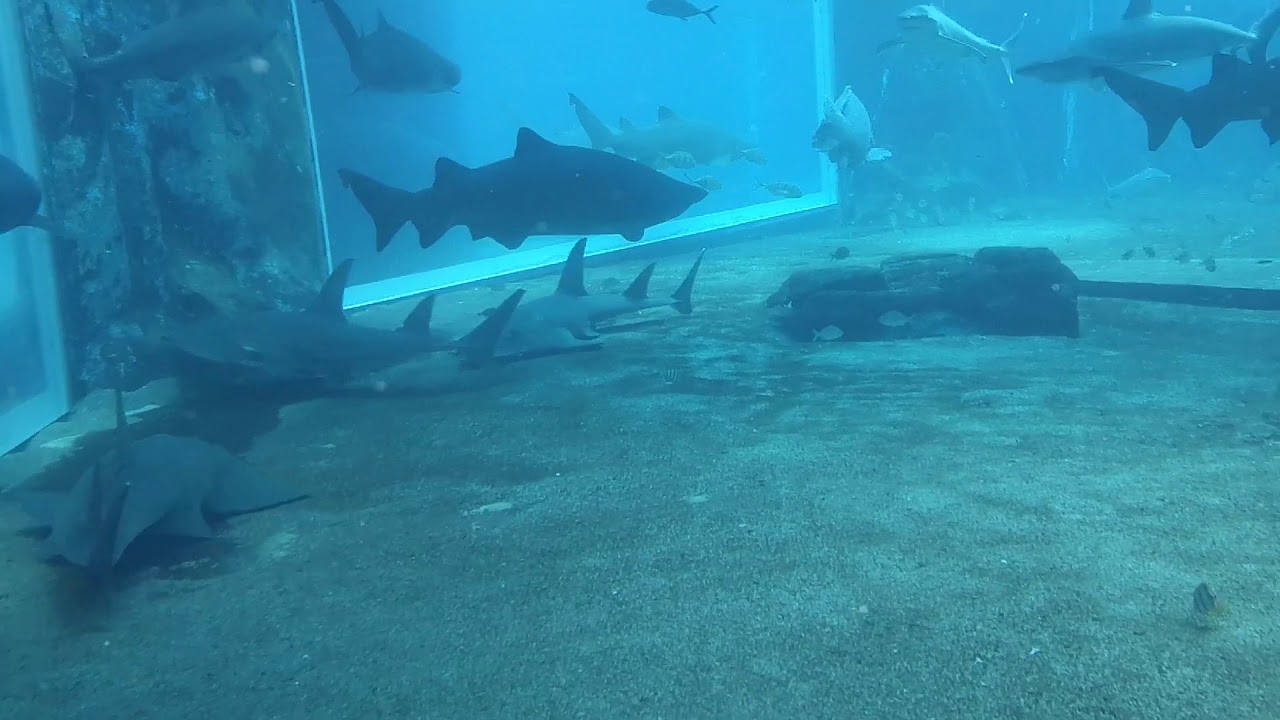 Sharks Durban South Africa - YouTube