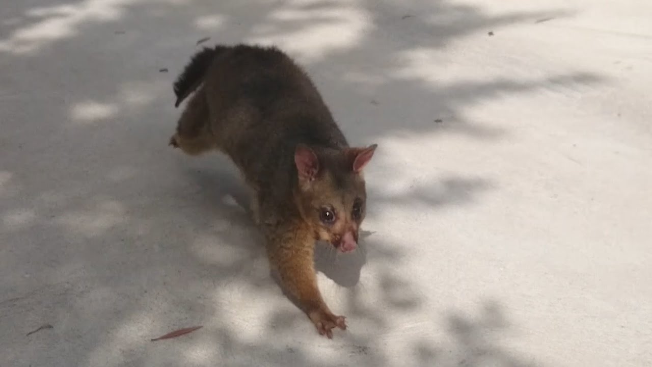 Scared Possum Fell Out of a Tree, Pees Everywhere - YouTube
