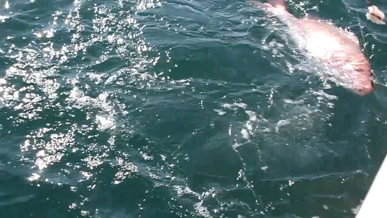 2010Nov20 FH-1 Red Snapper in Mississippi on PRIMOFISH - YouTube