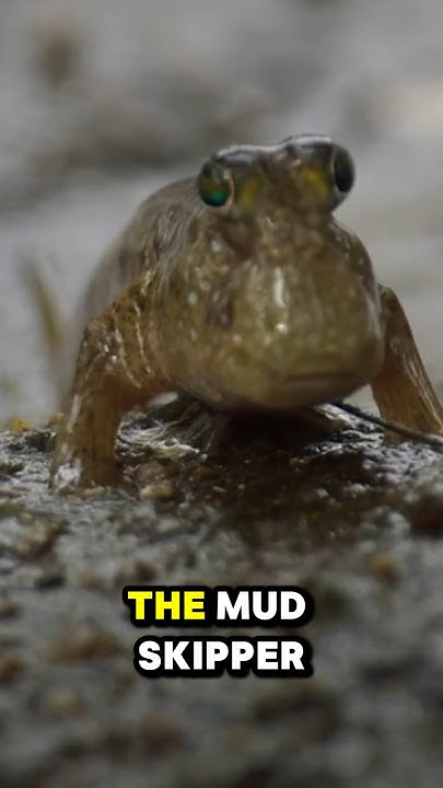 Why Does This Fish Walk on Land? - YouTube
