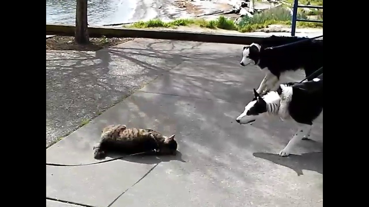 Cat meets dogs. - YouTube