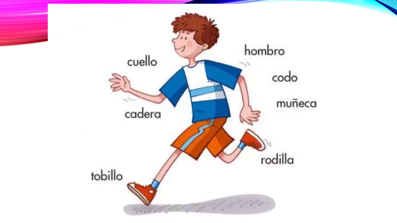 sesion 10 aparato locomotor - YouTube