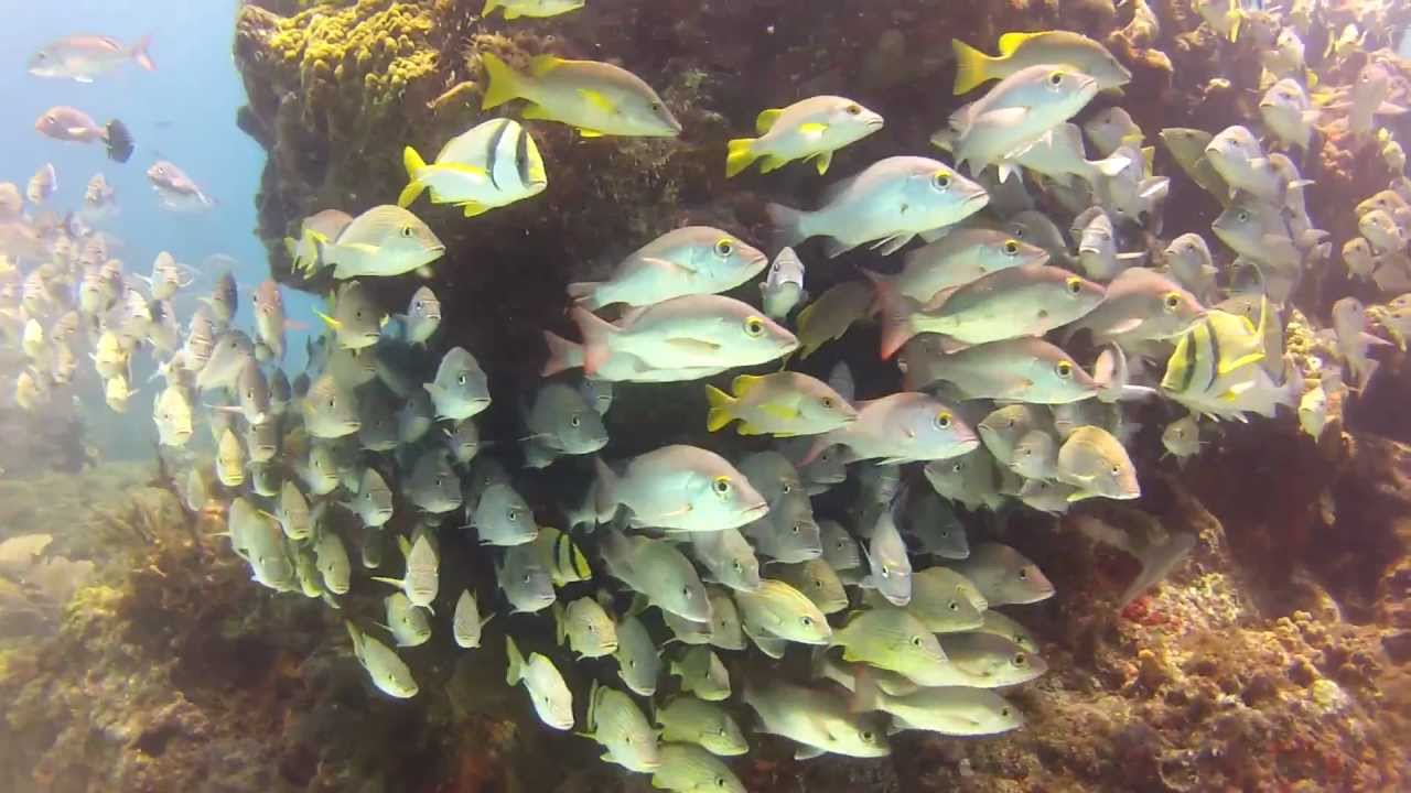 Cancun Manchones Reef - YouTube