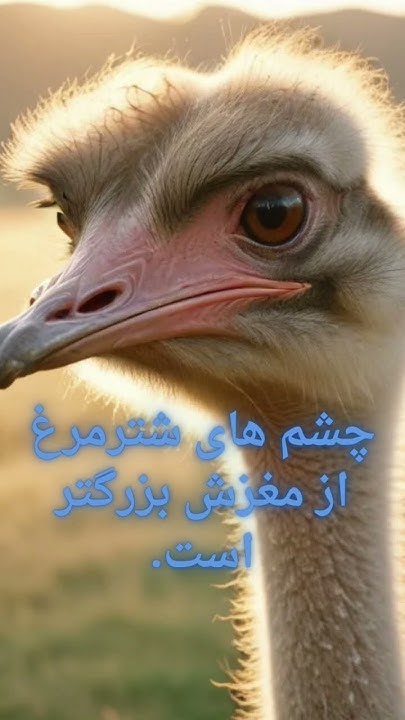 رازهای بزرگ خداوند توانا در خلقت حیوانات Youtube