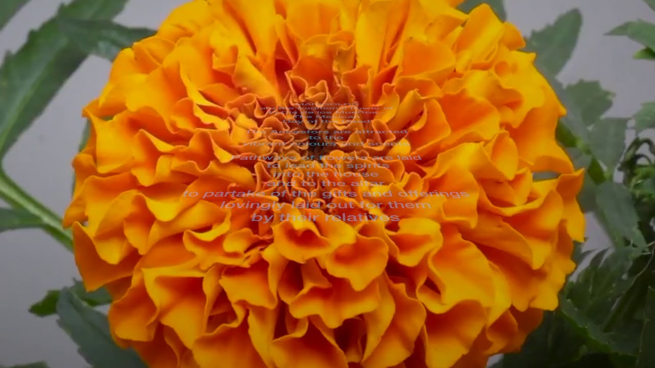 MARIGOLDS For Day Of The Dead YouTube marigolds-for-day-of-the-dead-youtube