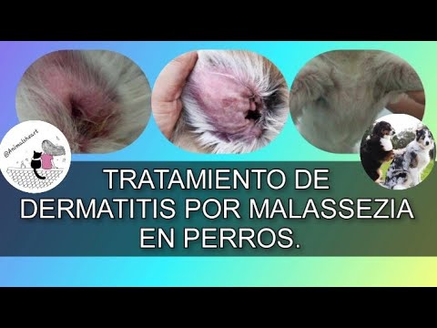 Dermatitis por Malassezia en perros-Tratamiento #dermatitisenperros # ...