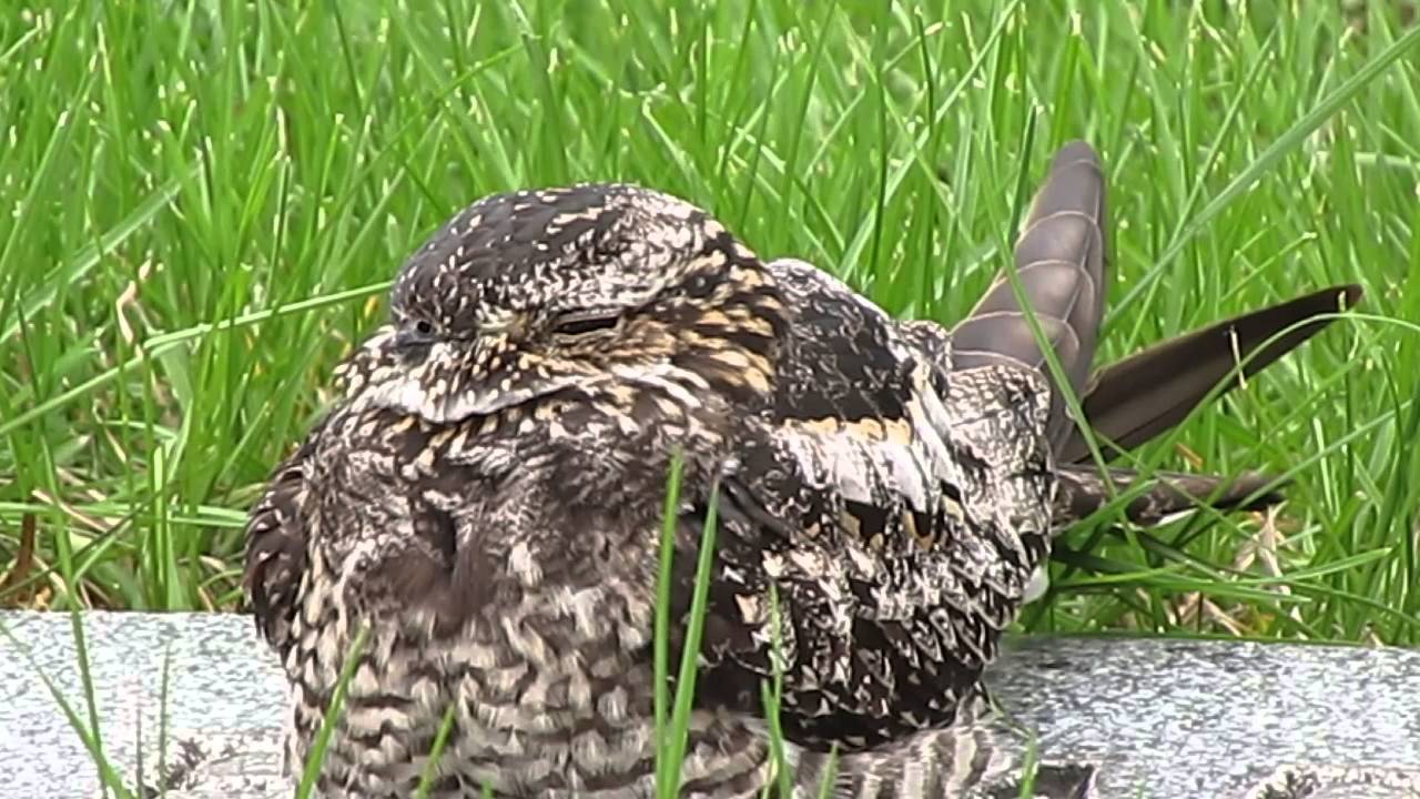 Common Poorwill - YouTube