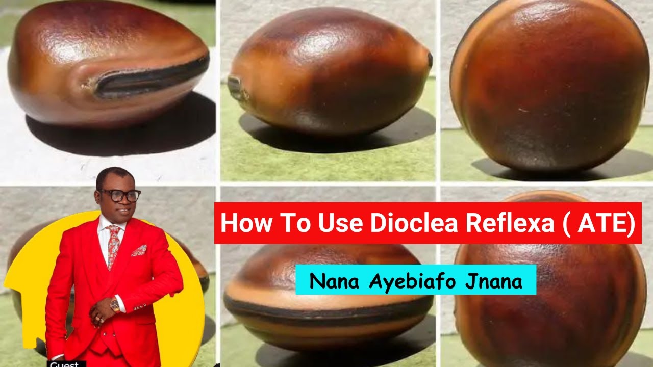 Spiritual Uses Of Dioclea Reflexa ( ATE) || Nana Ayebiafo Jnana - YouTube