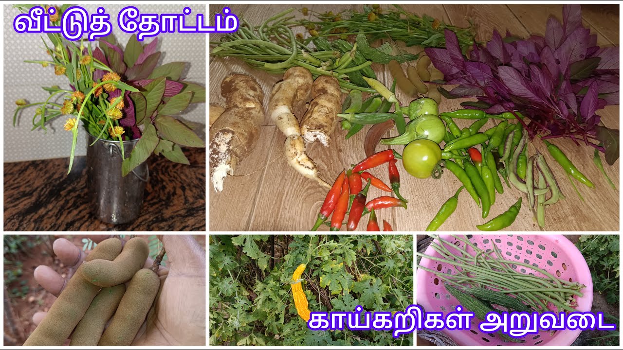 Harvesting vegetables from garden in tamil/veetu thottam/காய்கறிகள் ...