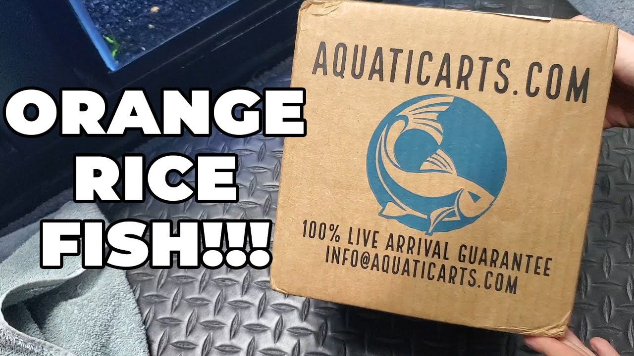 Youkihi Medaka Orange Rice Fish Have Arrived!!! Aquatic Arts Unboxing ...