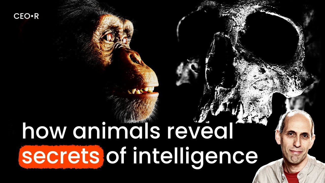 Leading zoologist: How animals reveal secrets of our intelligence - YouTube