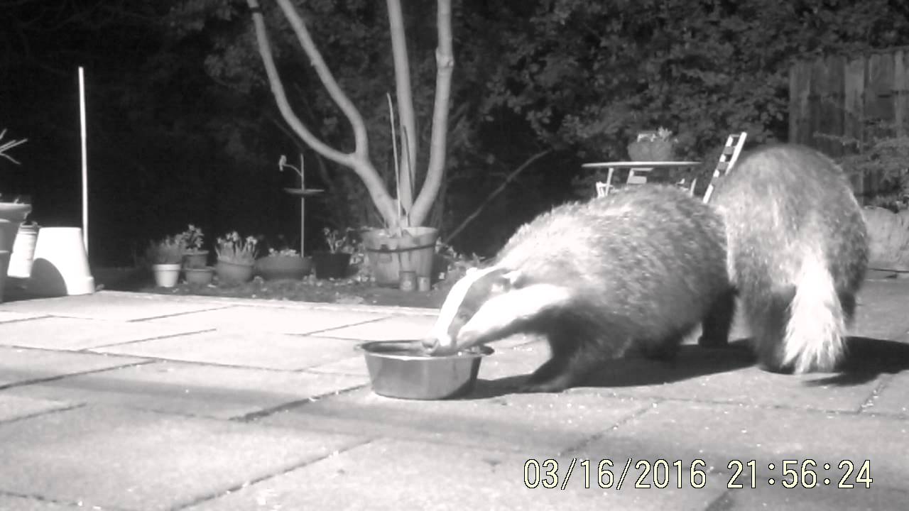 2 boy badgers mark each other, funny! - YouTube
