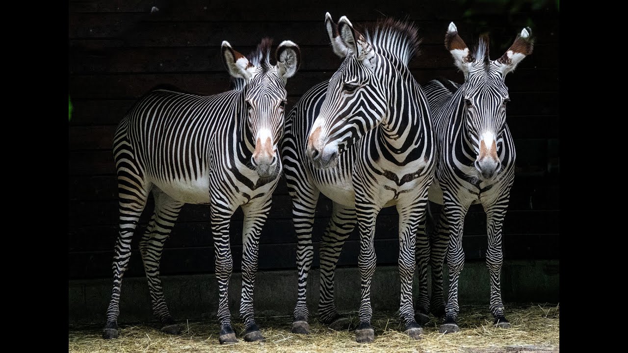zebra video zebra sounds effects Colourfull life of animals - YouTube