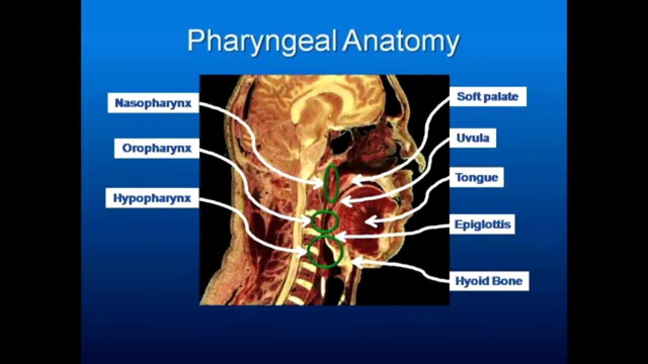 Obstructive Sleep Apnea Part 4: Airway & Tongue - YouTube