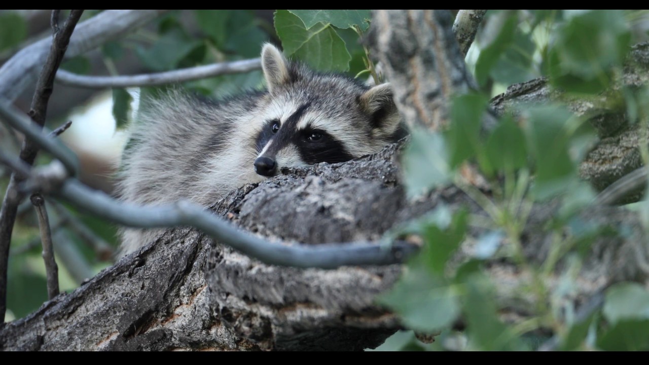 Lazy Raccoons - YouTube