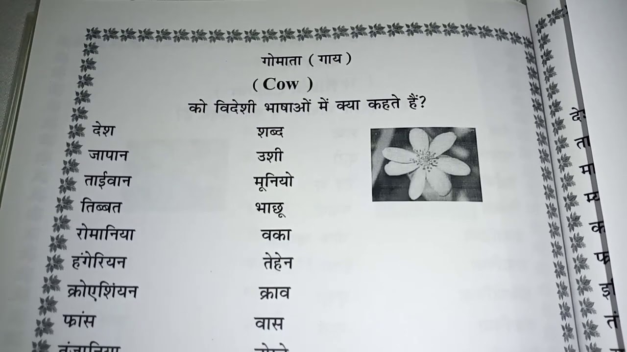 Cow in languages - YouTube