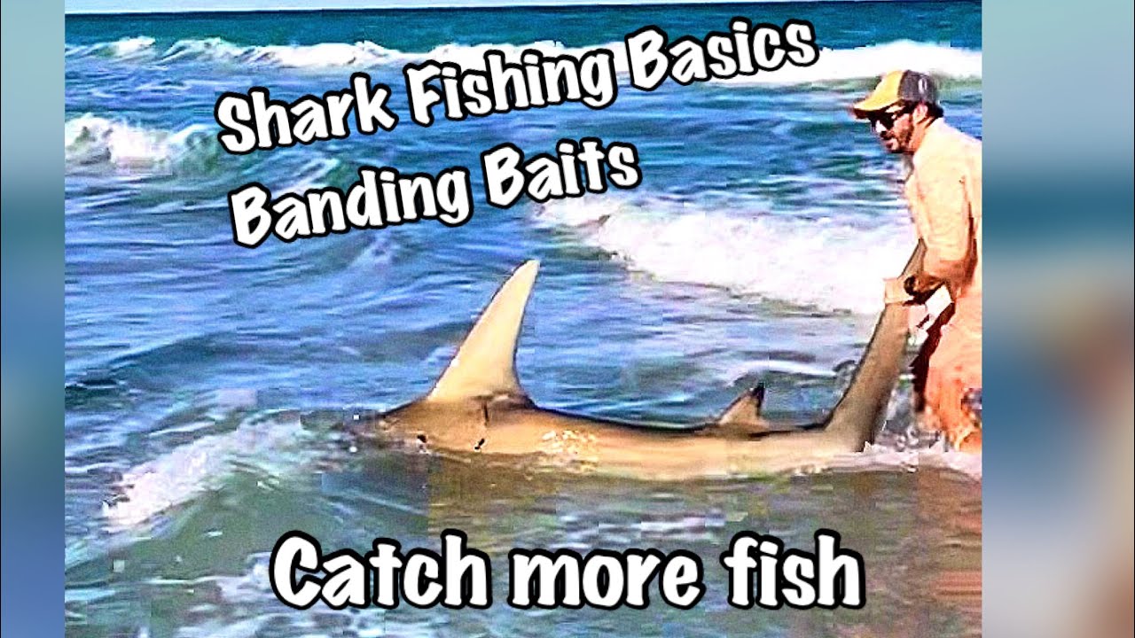 Shark Fishing Basics - Banding for Casting or Dropping Shark baits ...
