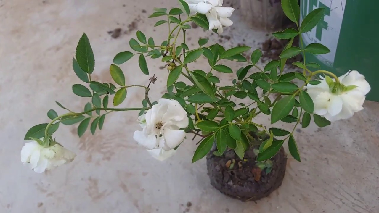 White Climbing Rose From 1st Day to 30 Days After Planting - YouTube