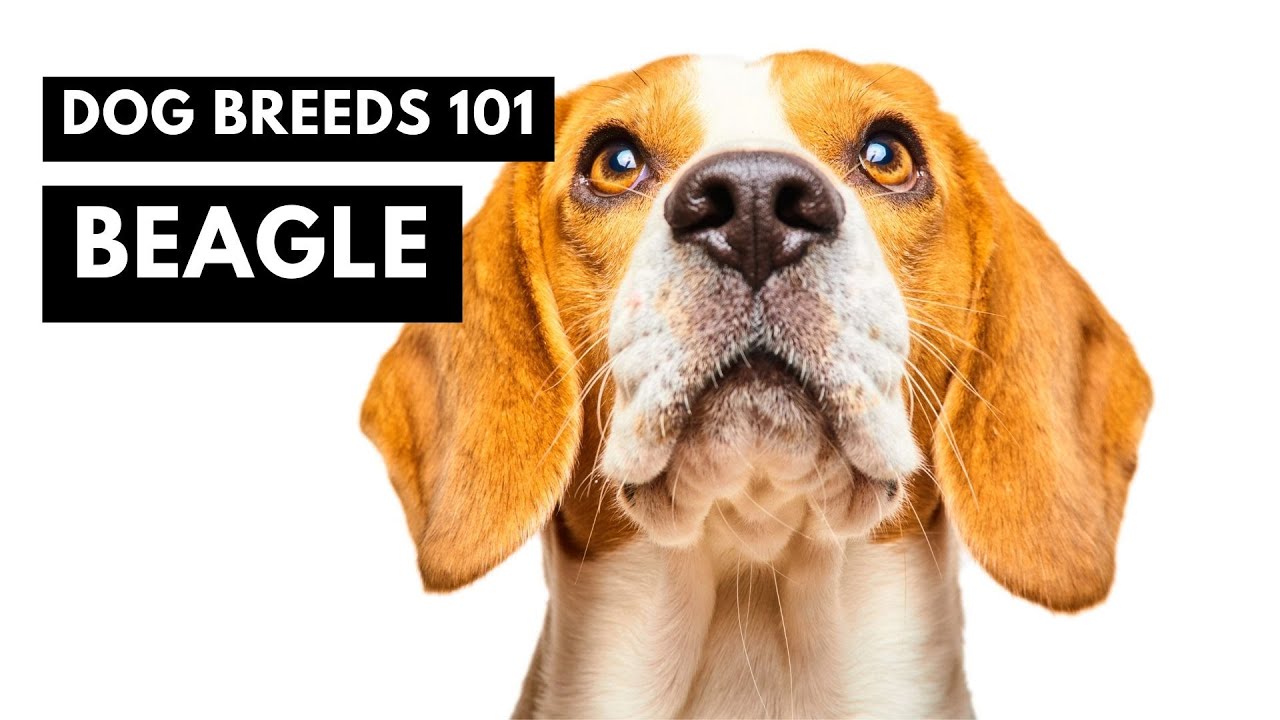 Beagles 101: What You NEED to Know! - YouTube