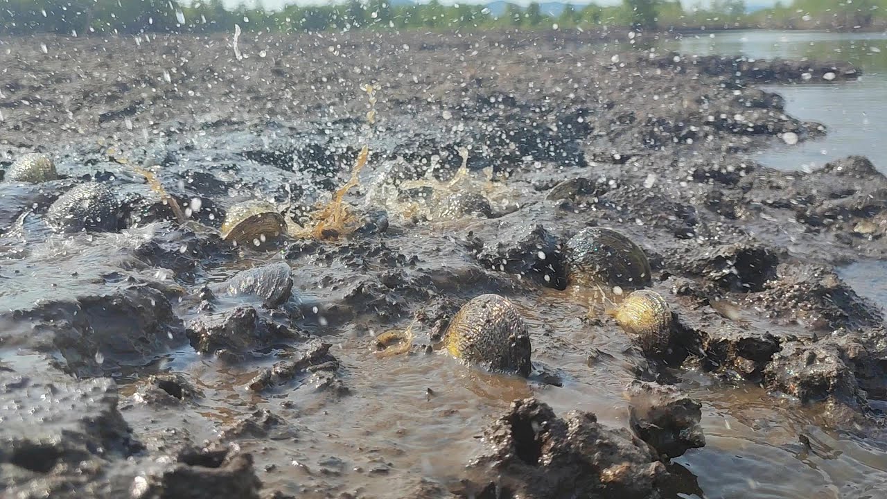 lokan clam catch and cooking#kohadventure - YouTube