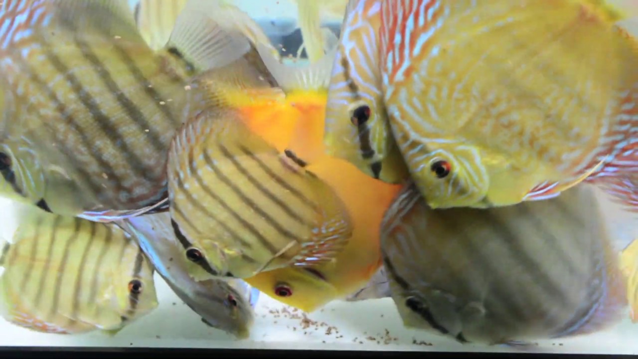 Piwowarski Winter Discus Shipment For Canada - YouTube