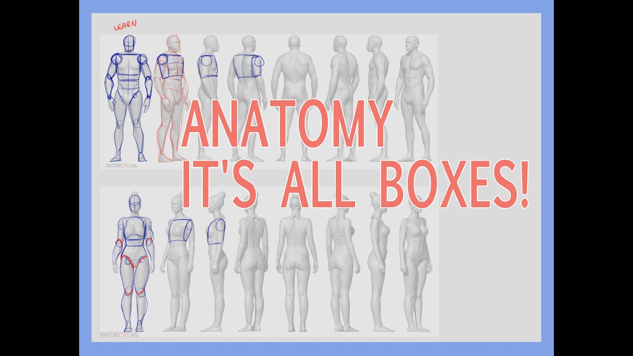 Basic Anatomy - YouTube