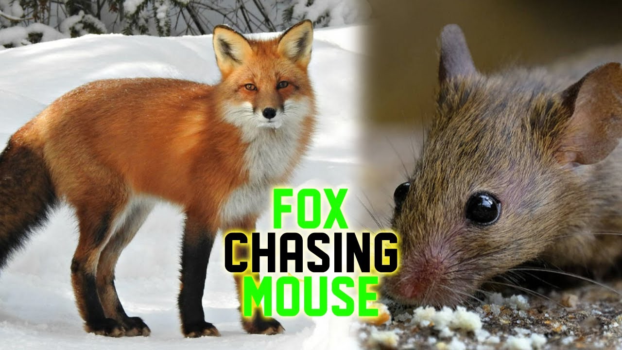 Fox Chasing Mouse Hunting Scene@Manimalian #animals #fighting # ...