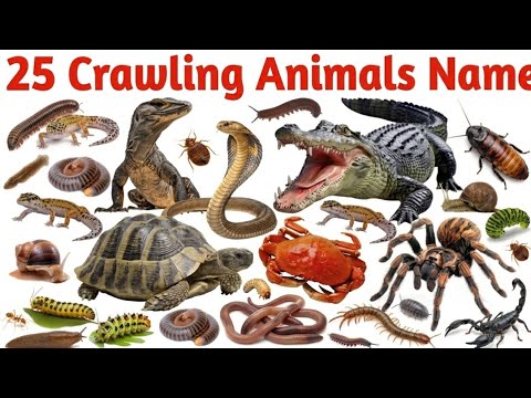25 Crawling Animals Name English to Hindi | रेंगने वाले जीवों के नाम | Learn Crawling Animals Name 