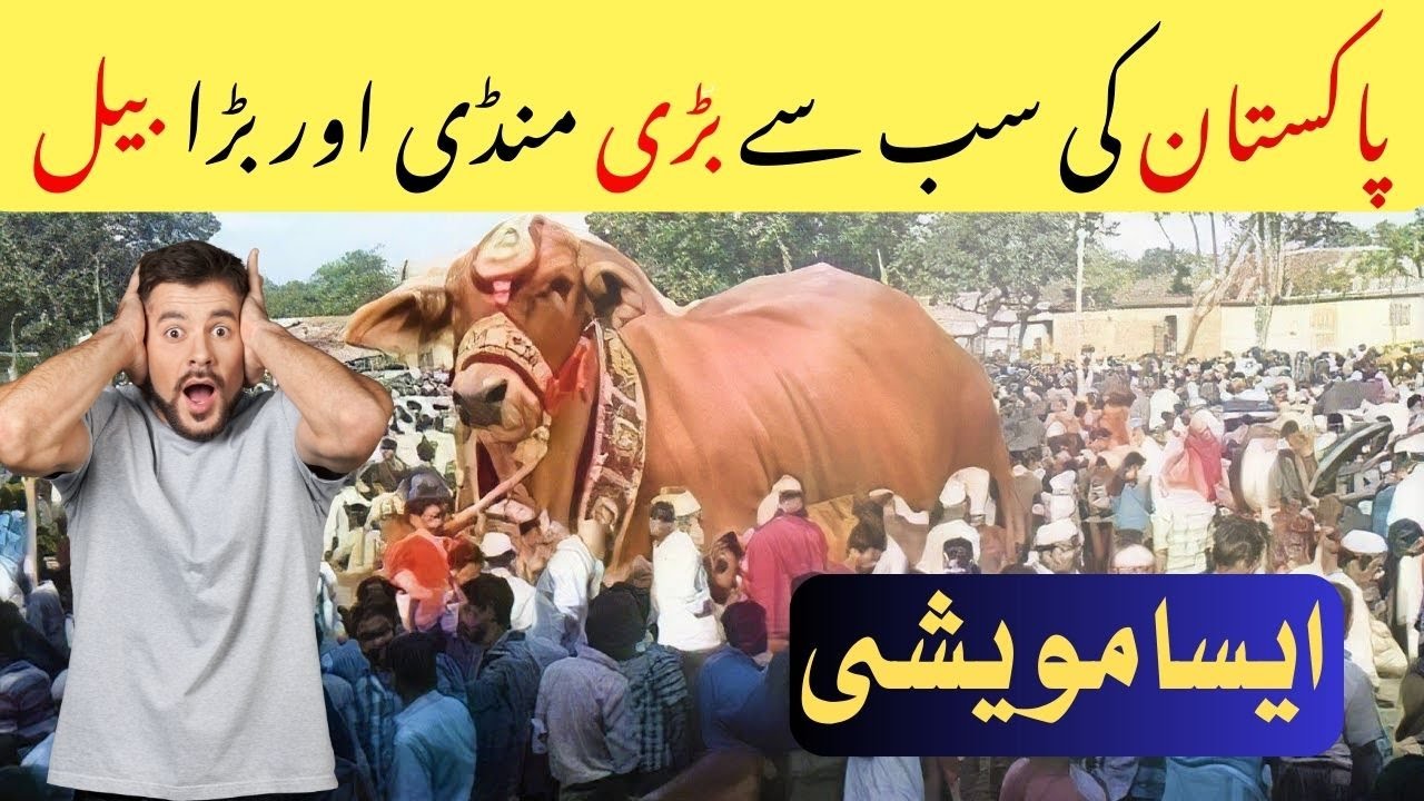 7 Most Expensive And Biggest Bulls in Pakistan | sab se bara bail ...